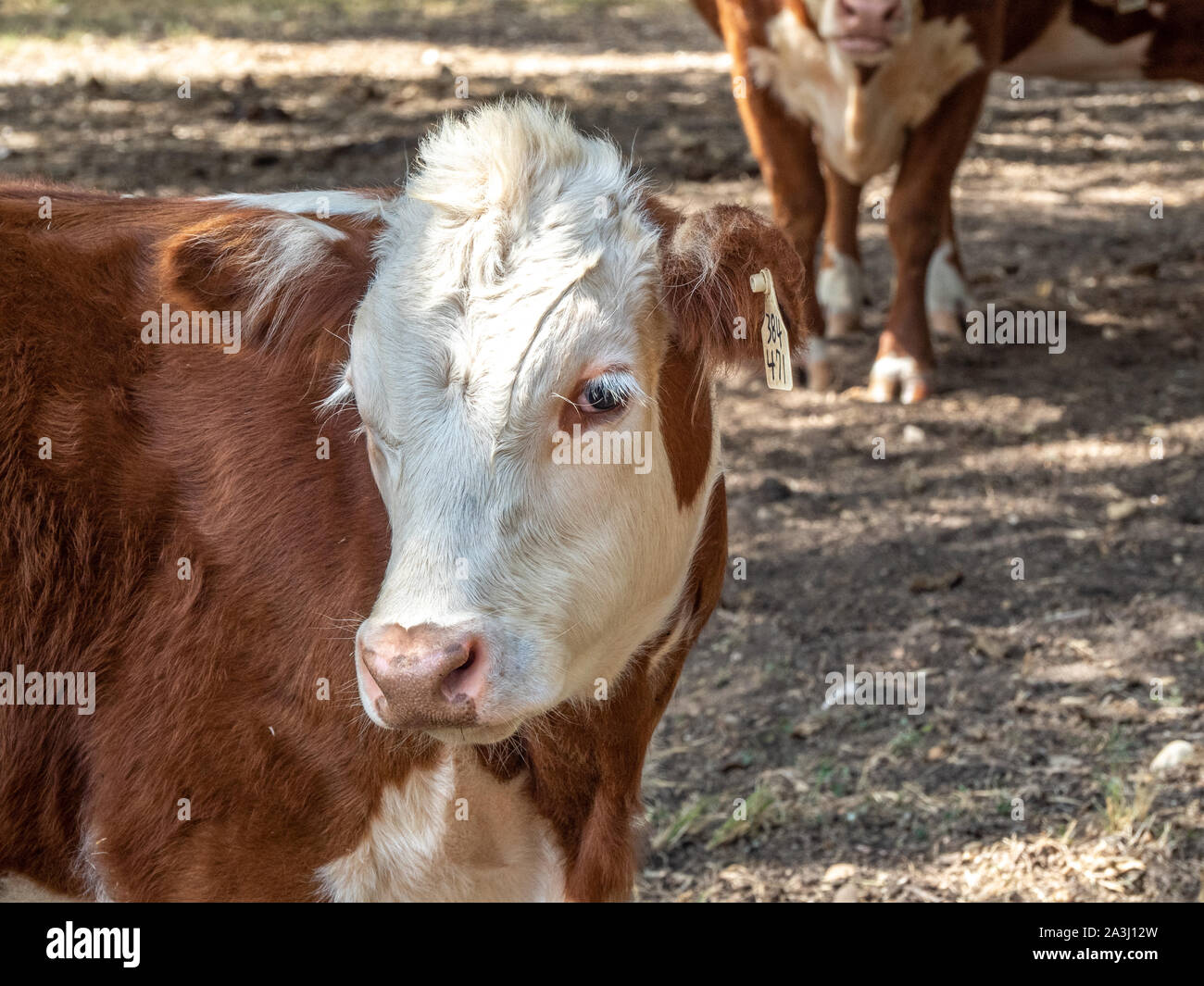 Cow Eyelashes High Resolution Stock Photography and Images - Alamy