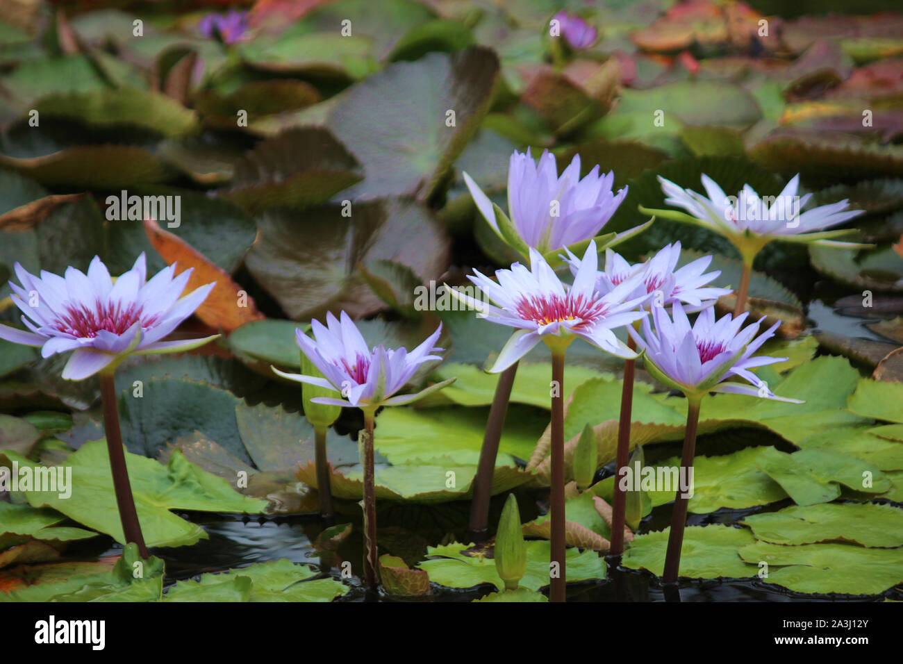 A cluster of Purple Tigress water lilies in varying stages of bloom ...