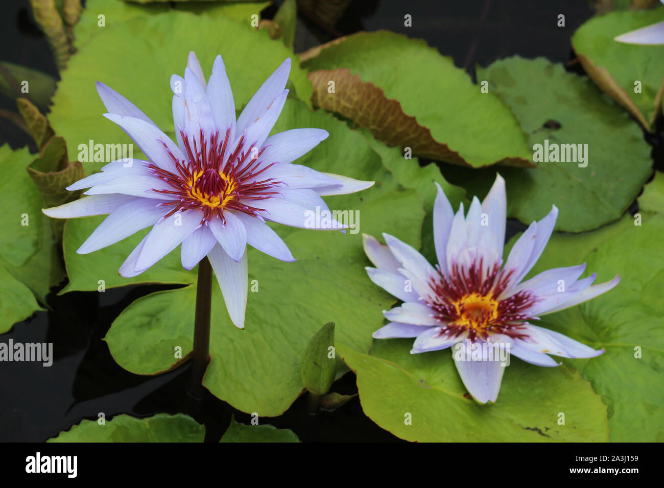 Purple Tigress water lilies in varying stages of bloom surrounded by ovlerlapping lily pads ...