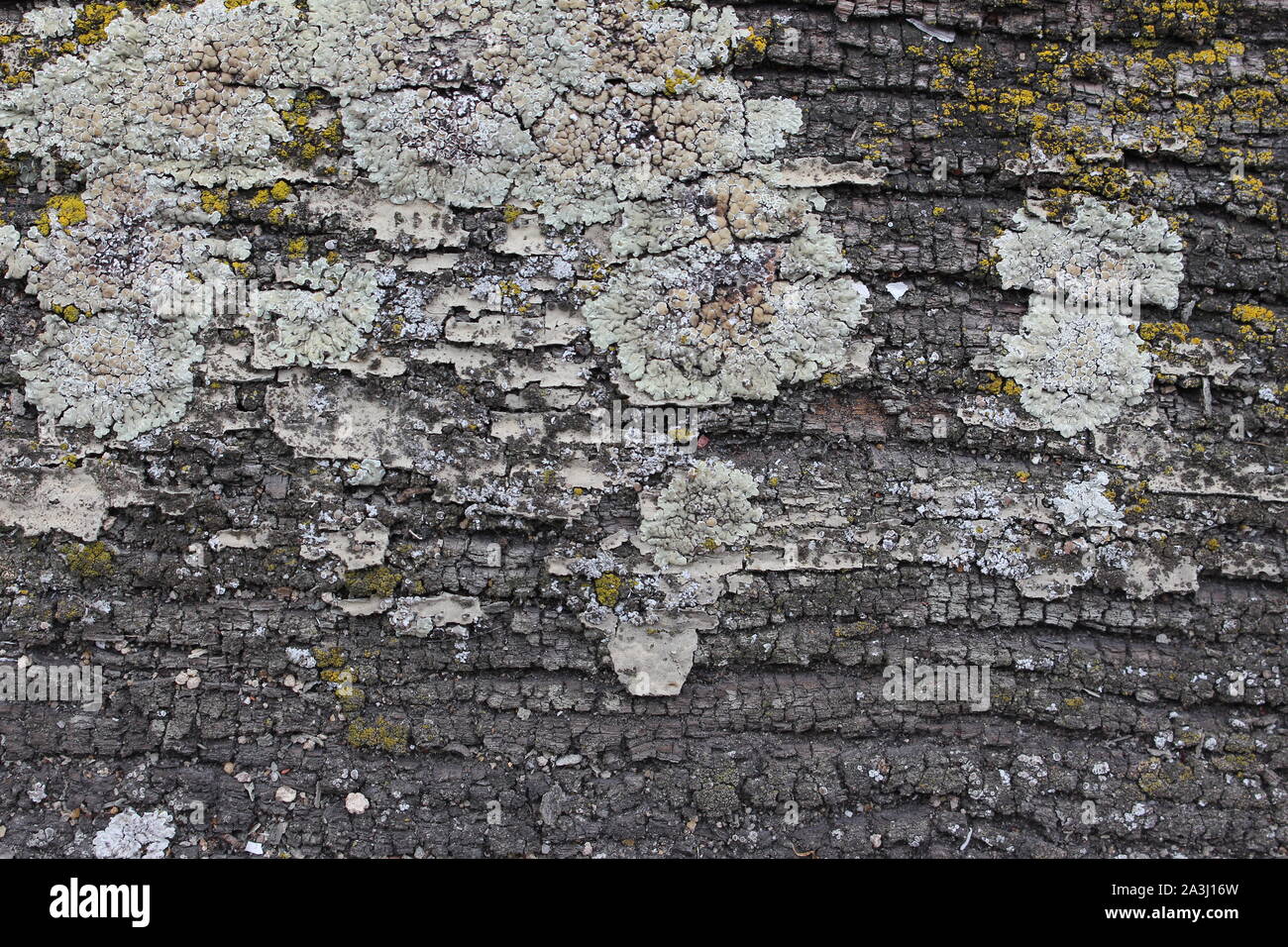 Fungal texture hi-res stock photography and images - Alamy
