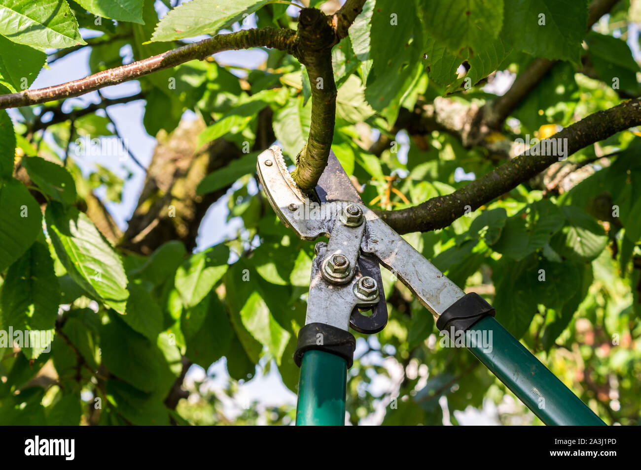 Tree is cut with pruning shears Stock Photo - Alamy