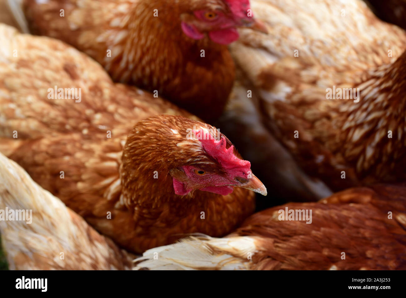 Female chickens hi-res stock photography and images - Alamy