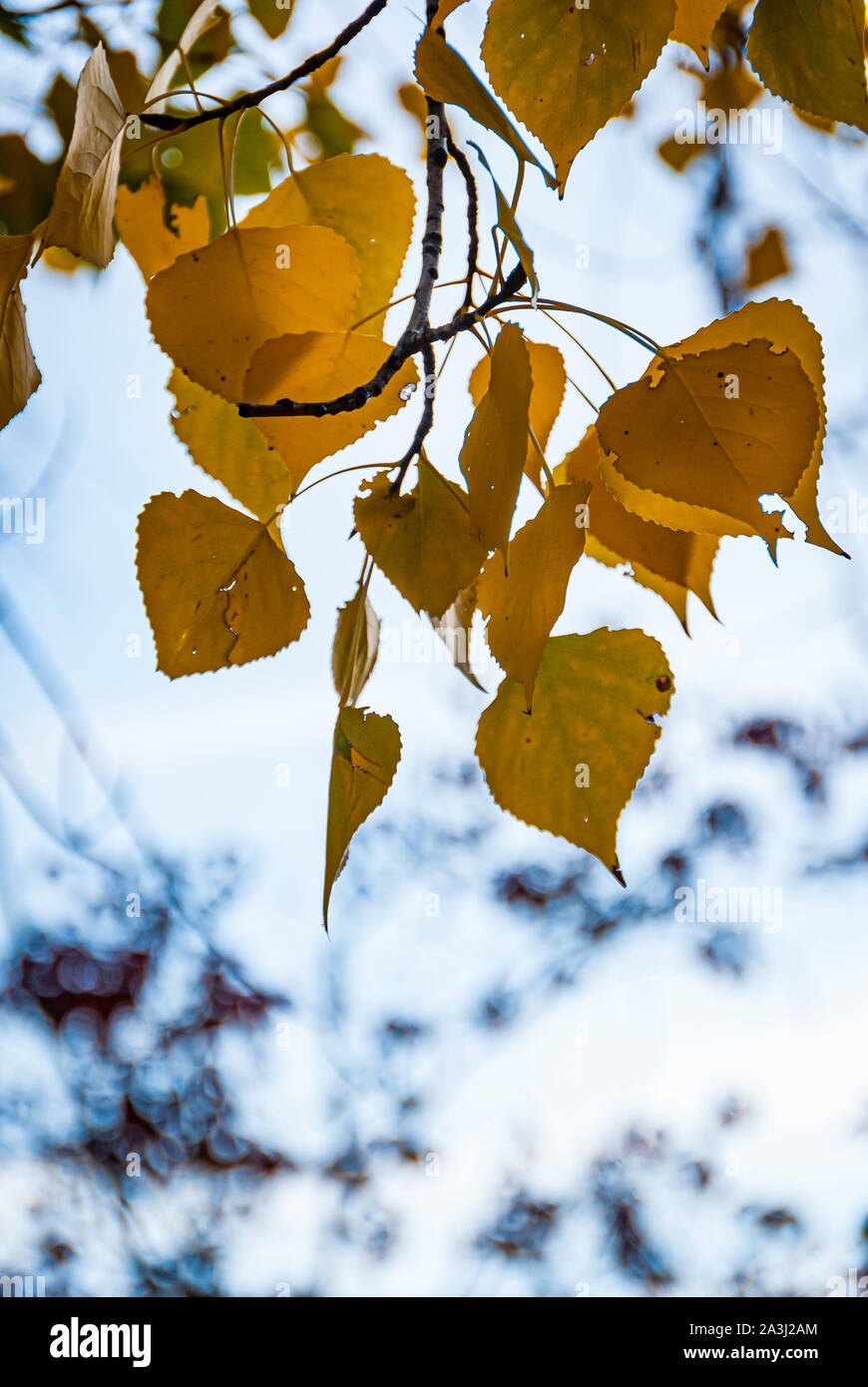Yellow poplar hi-res stock photography and images - Alamy