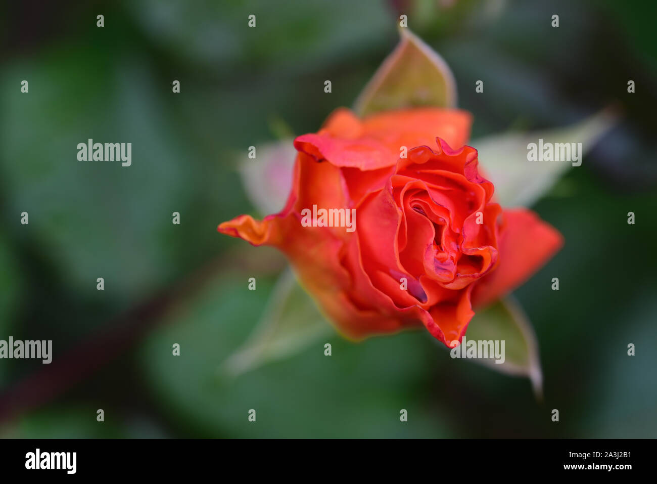 Closeup of an orange rose from above in front of green background with ...