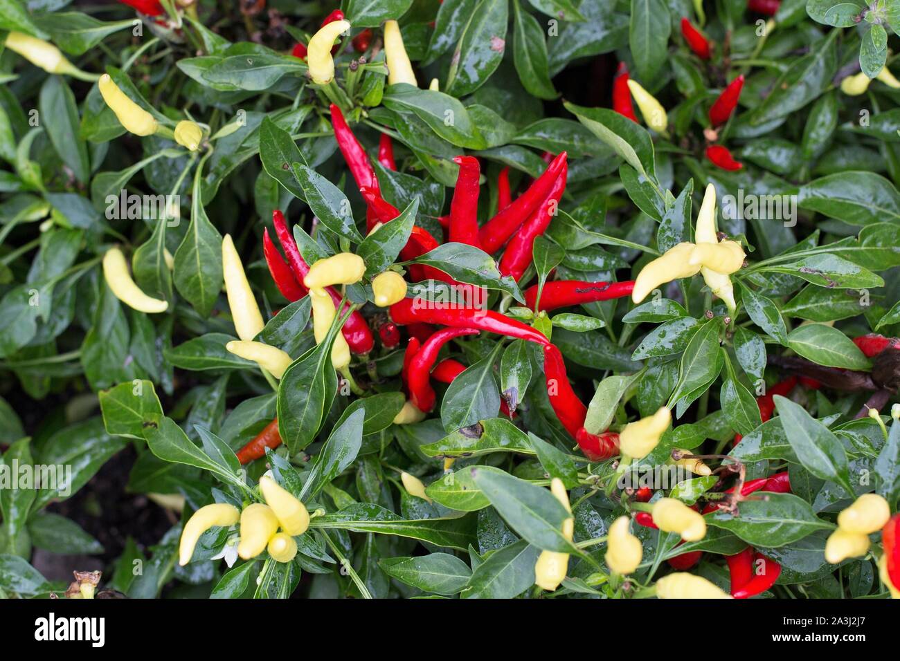 Capsicum Annuum On Plant High Resolution Stock Photography and Images ...