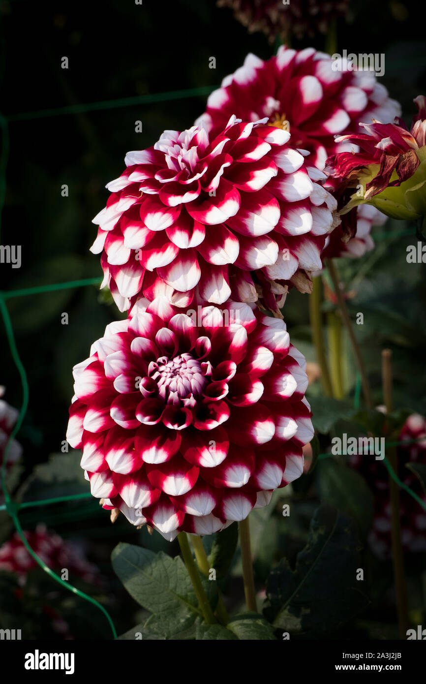 Dahlia checkers hi-res stock photography and images - Alamy