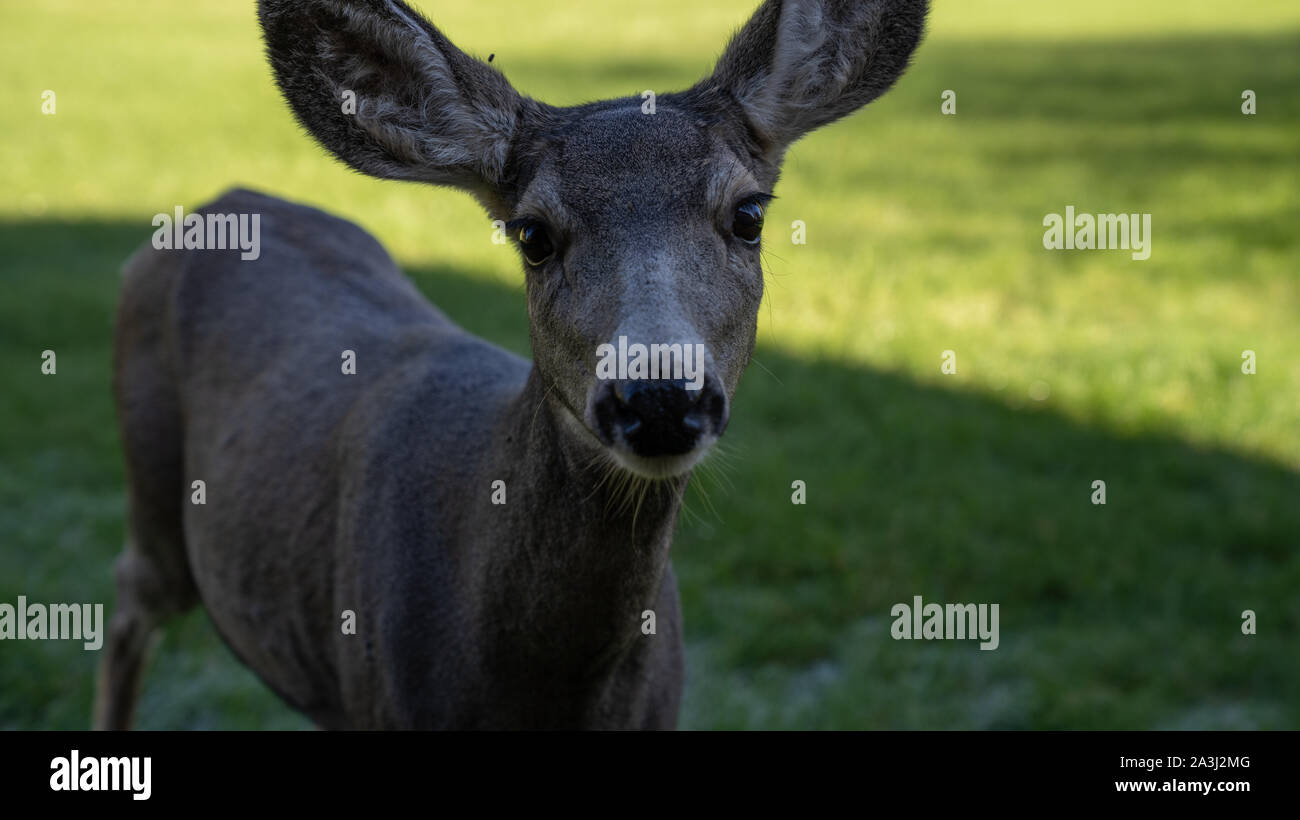 Doe - Female Deer - Deer Stock Photo - Alamy