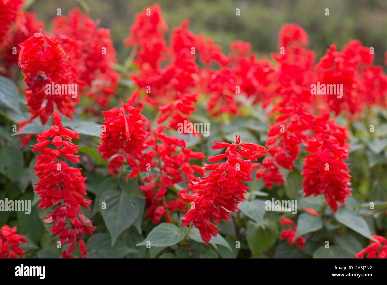 Salvia splendens 'Lighthouse Red' Stock Photo - Alamy