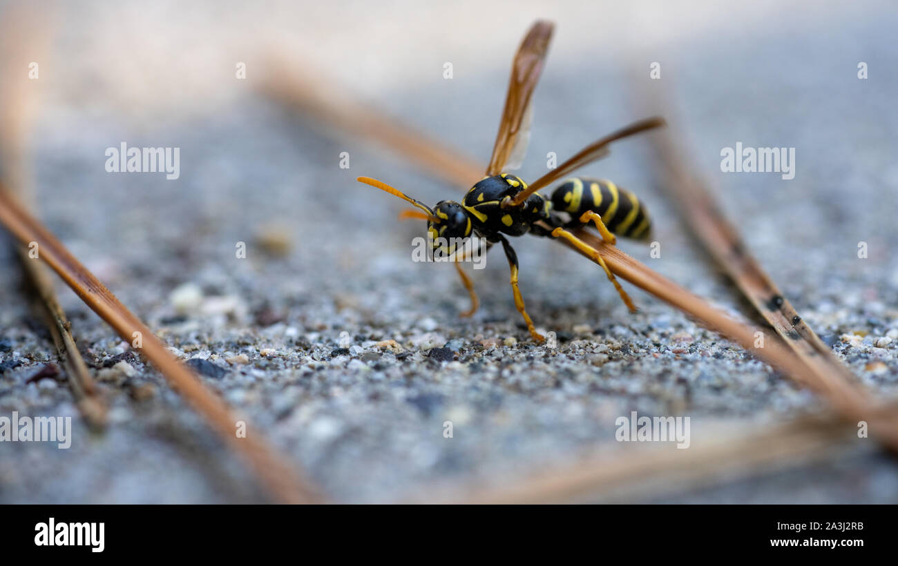 Wasp swarm hi-res stock photography and images - Alamy