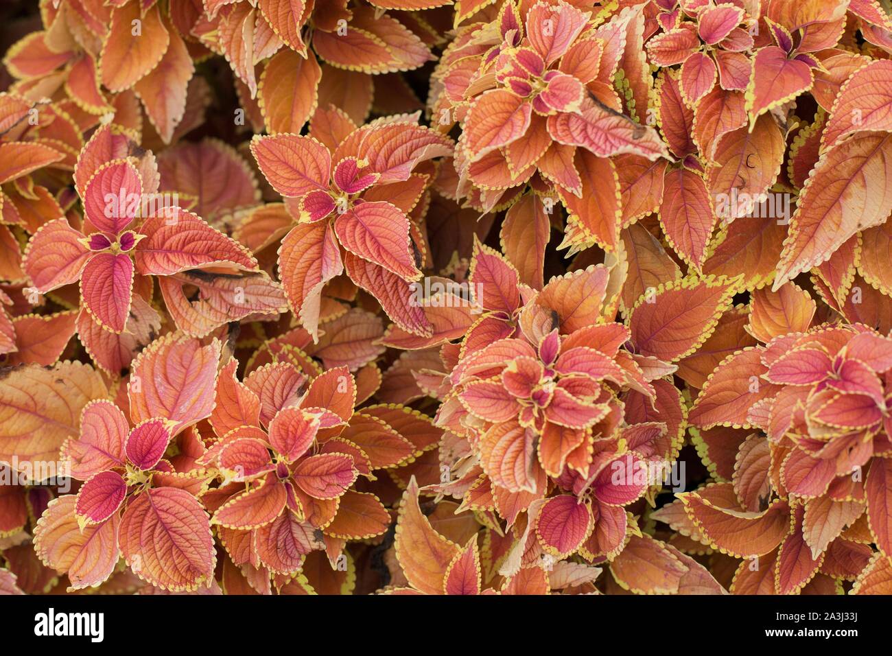Plectranthus scutellarioides 'Rustic Orange' coleus Stock Photo - Alamy