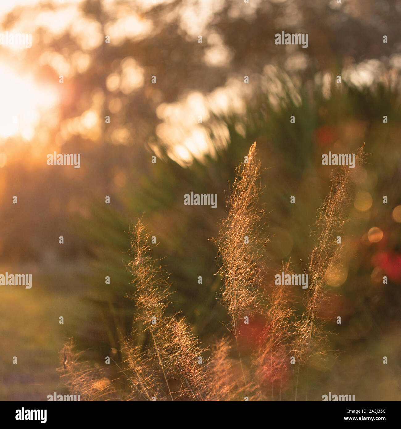 Sparkles in the sky hi-res stock photography and images - Alamy