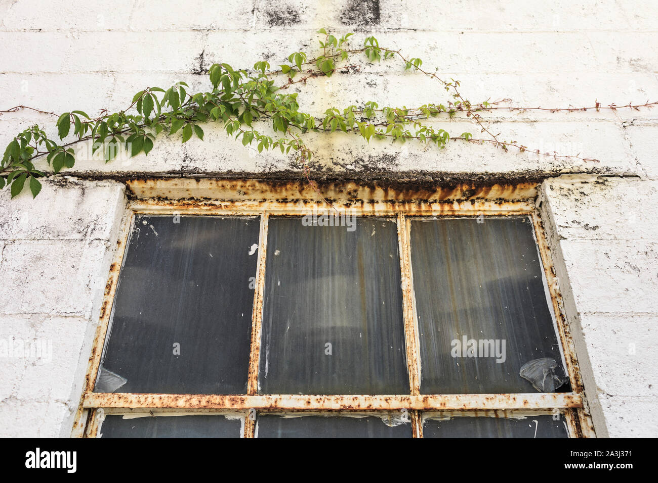 Vine covered building hi-res stock photography and images - Alamy