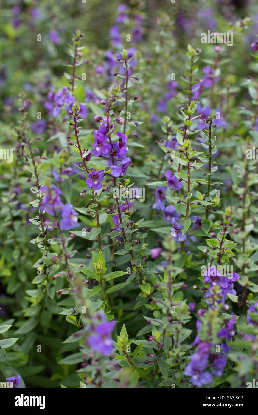 Angelonia angustifolia 'Serena Blue' - summer snapdragon flowers Stock ...