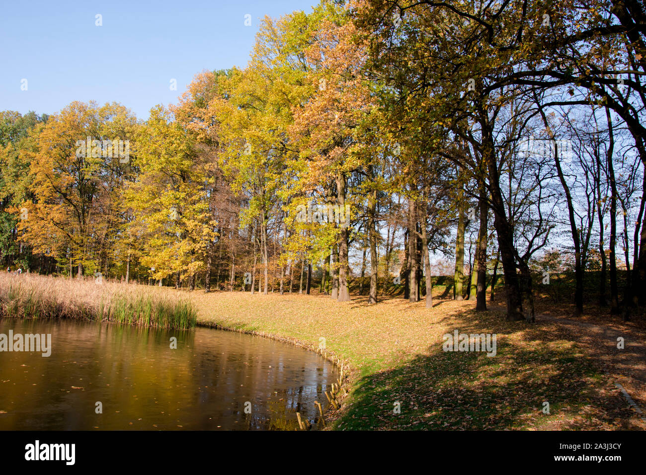 lake, pond and tree in the park photo. Beautiful picture, background ...