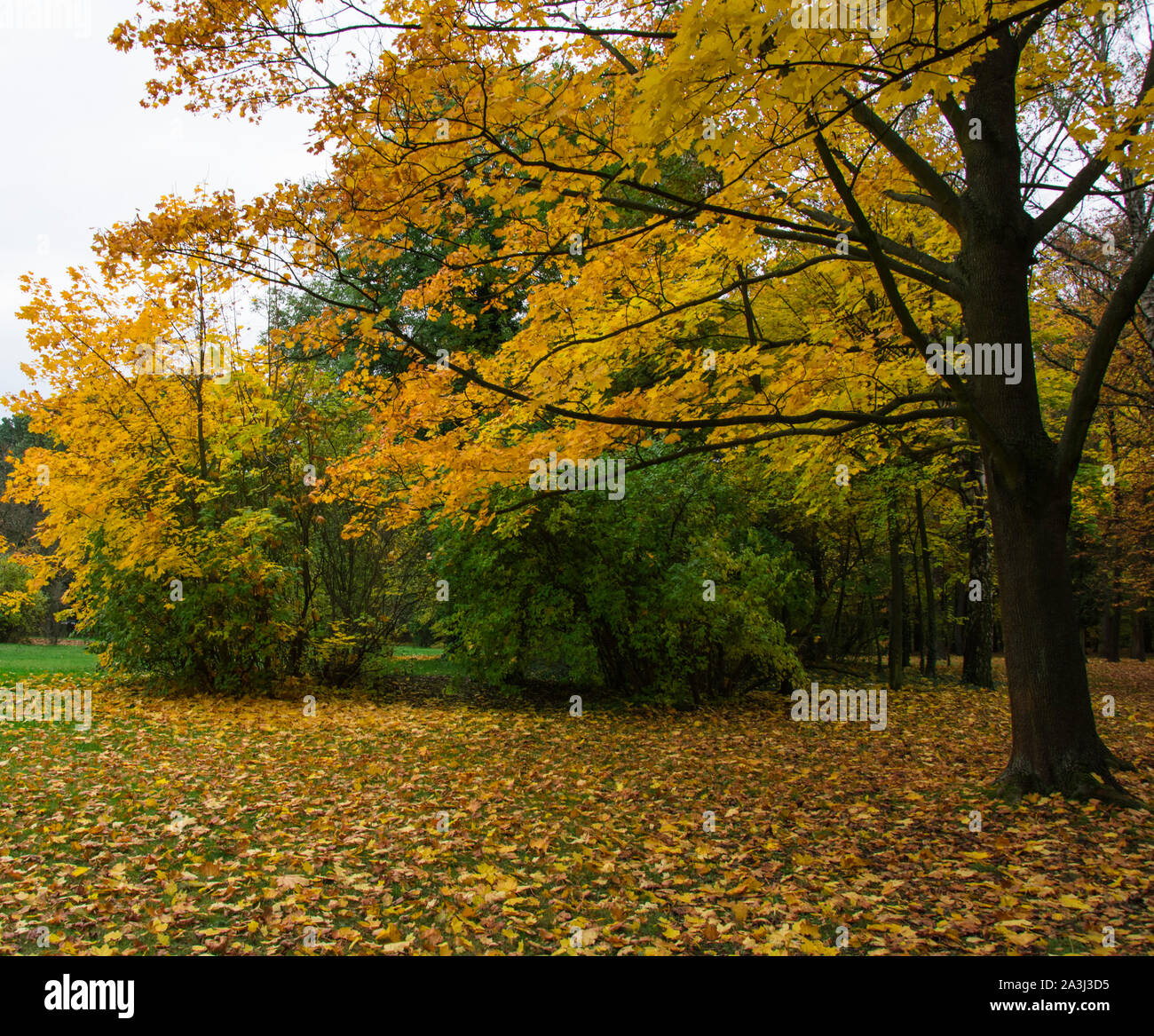 autumn tree in park with leaves photo. Beautiful picture, background ...