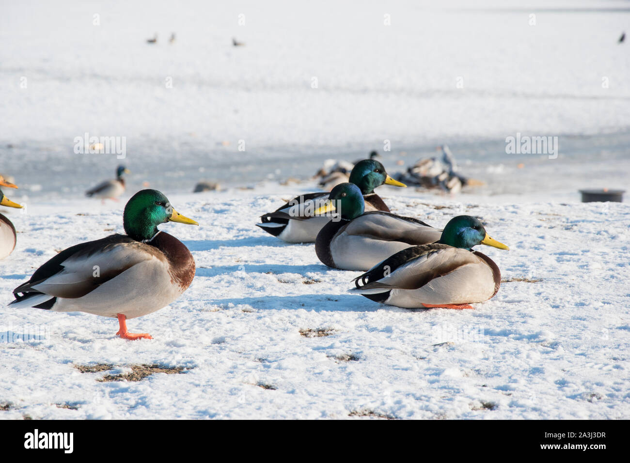 Bird tracks on lake ice hi-res stock photography and images - Alamy