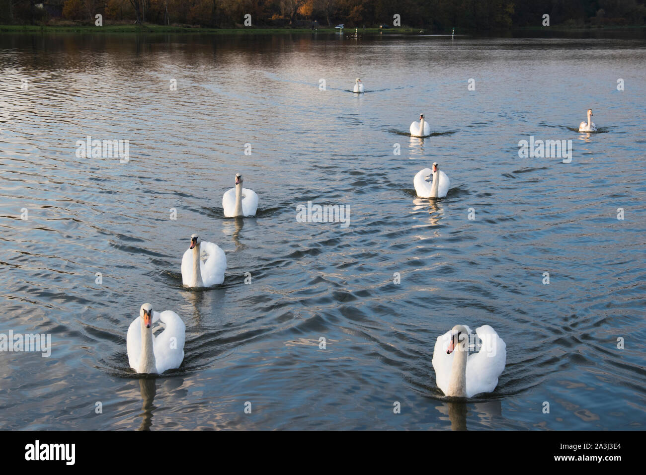 Flock white swans swimming hi-res stock photography and images - Alamy