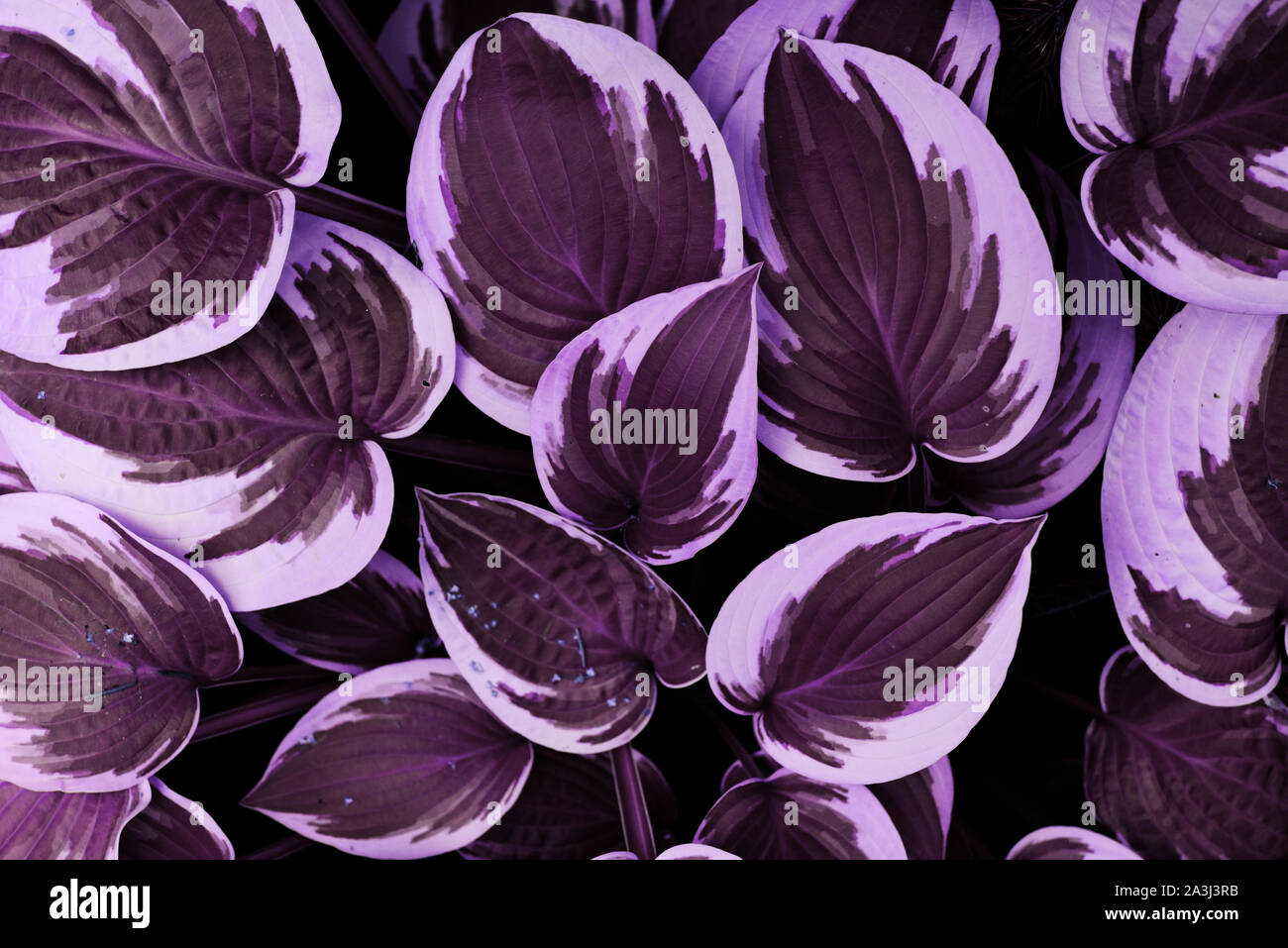 Purple leaves pattern background, Natural background and wallpaper ...