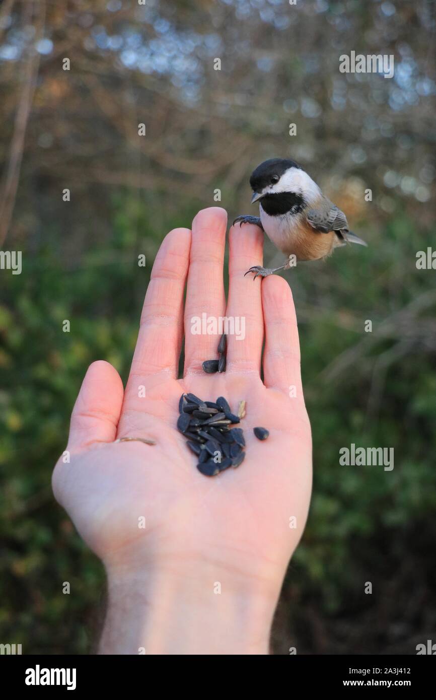 Chickadee adorable bird hi-res stock photography and images - Alamy