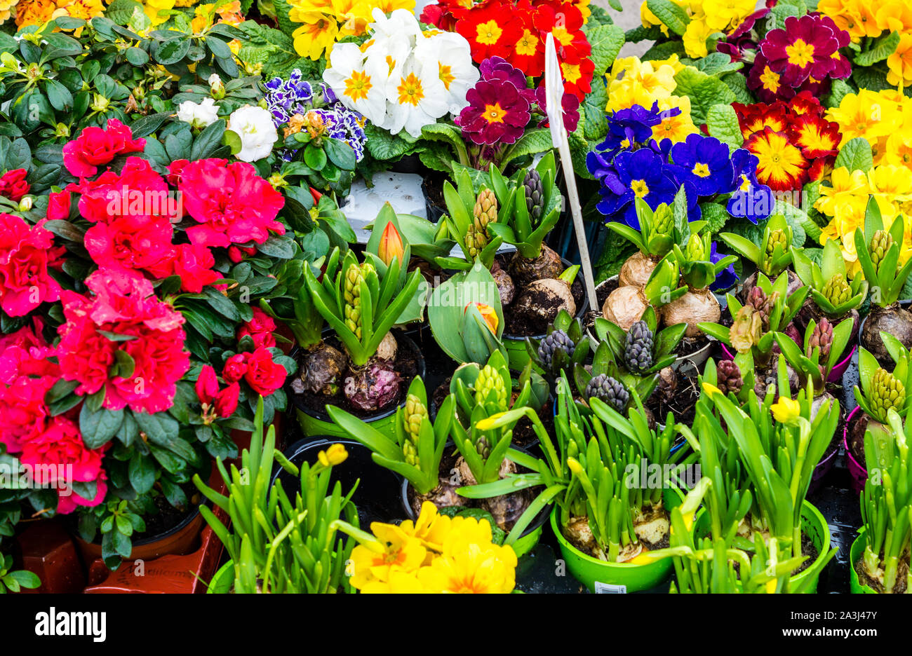 Primula Flowers in the Spring Stock Photo - Alamy