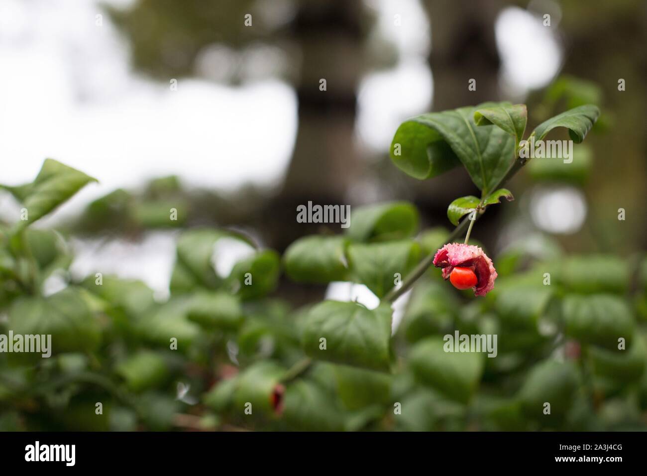 Euonymus americanus 'Strawberry Bush' Stock Photo - Alamy