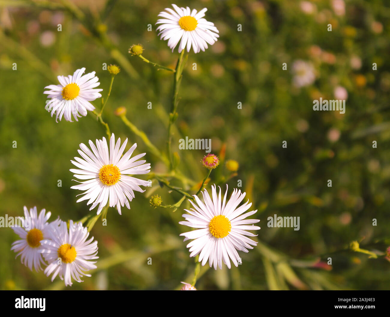 Aster ericoides or Symphyotrichum ericoides, flower in bloom Stock ...