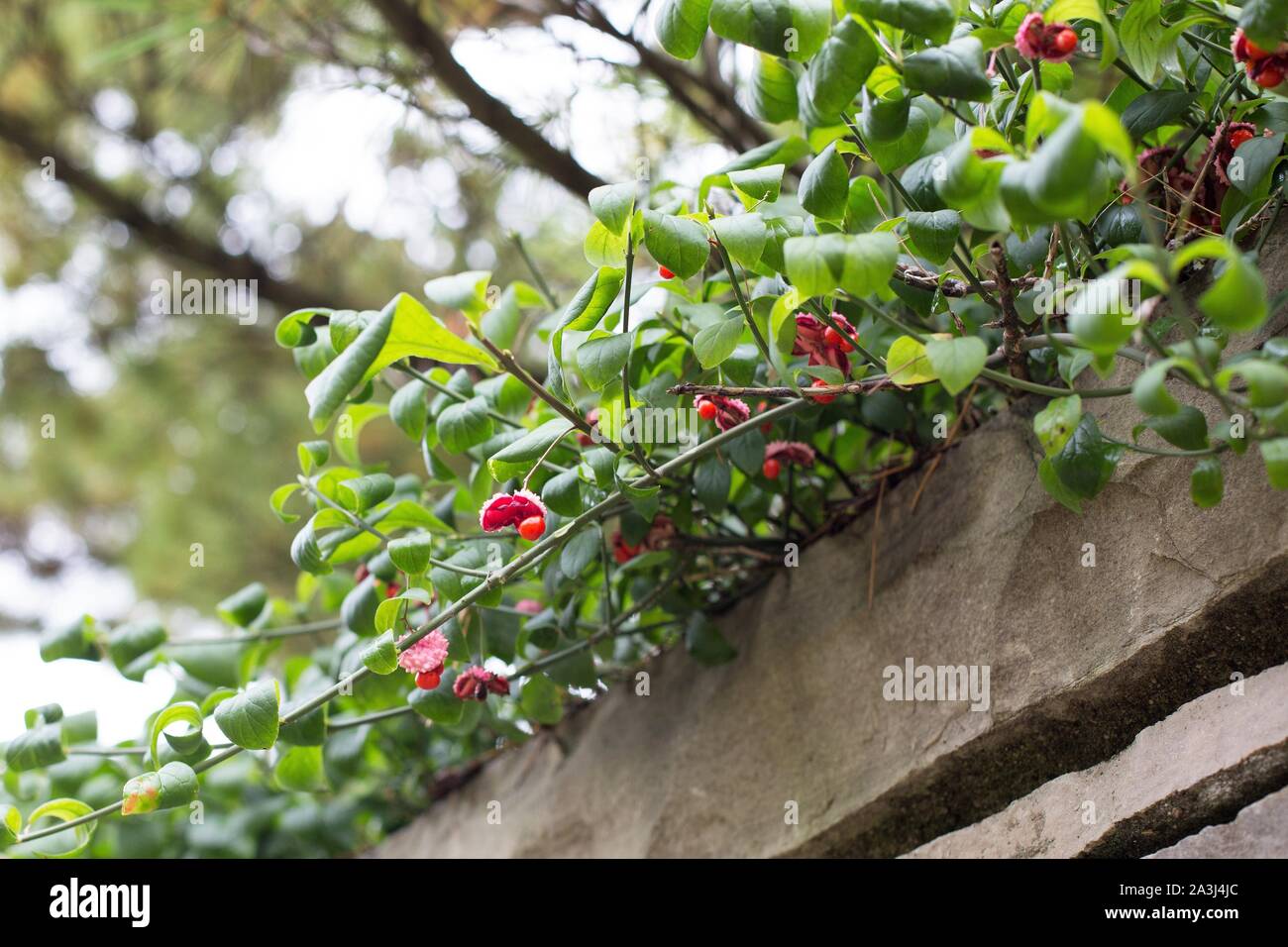 Euonymus americanus 'Strawberry Bush' Stock Photo - Alamy