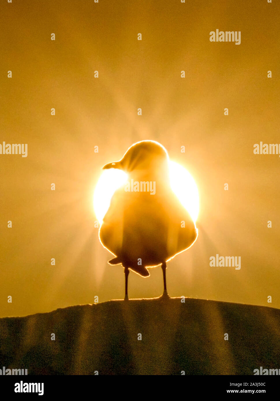 Wildlife spotlight hi-res stock photography and images - Alamy