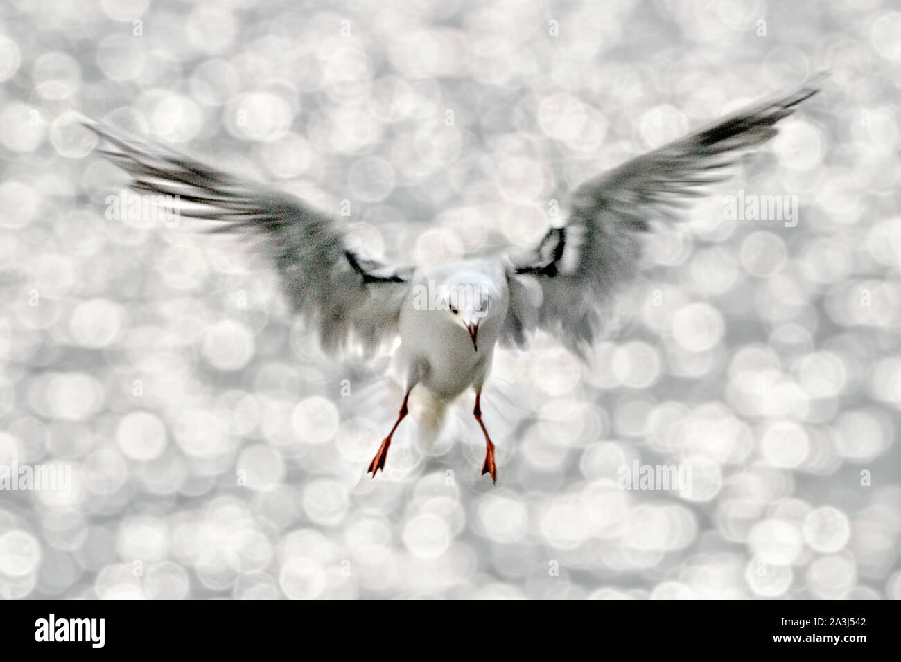 Golden bird of paradise hi-res stock photography and images - Alamy