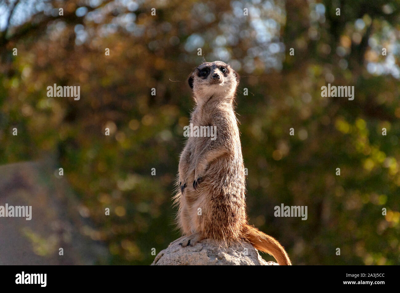 Funny meerkat hi-res stock photography and images - Alamy