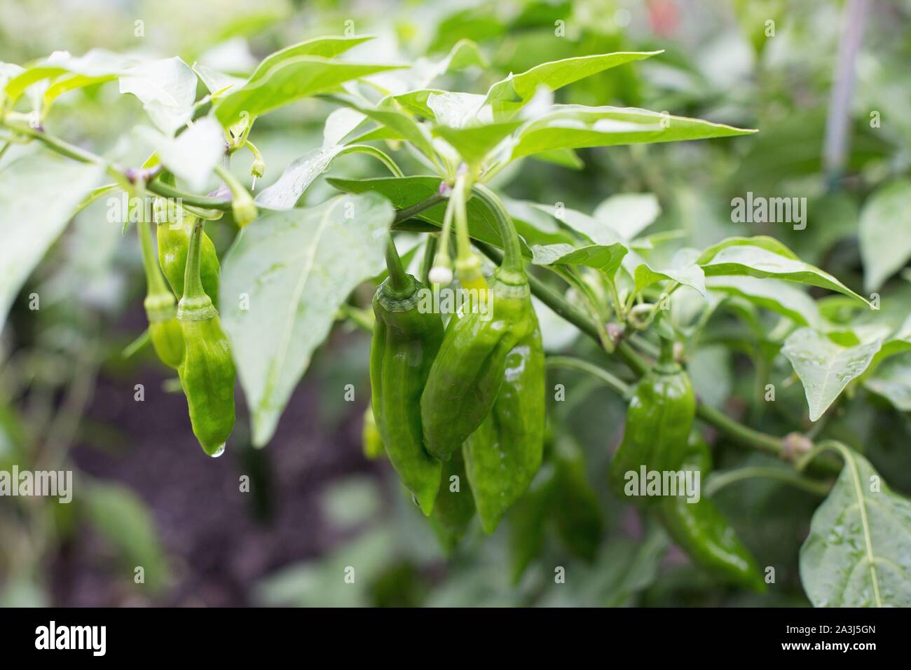Capsicum chinense 'Golden Ghost' ghost pepper Stock Photo - Alamy