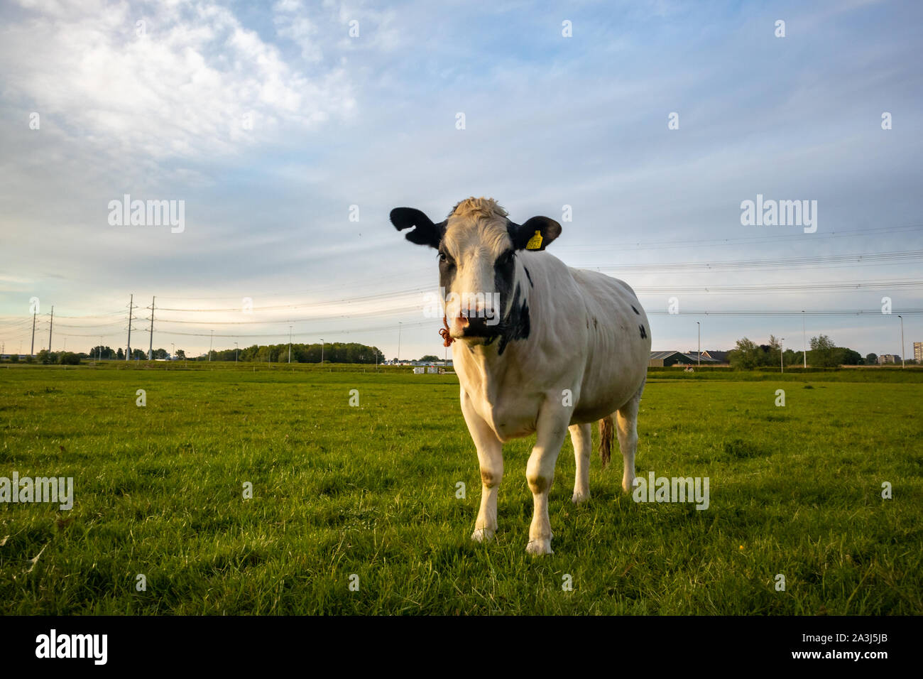 cow cattle farm ranch in The Netherlands,Holland Stock Photo - Alamy