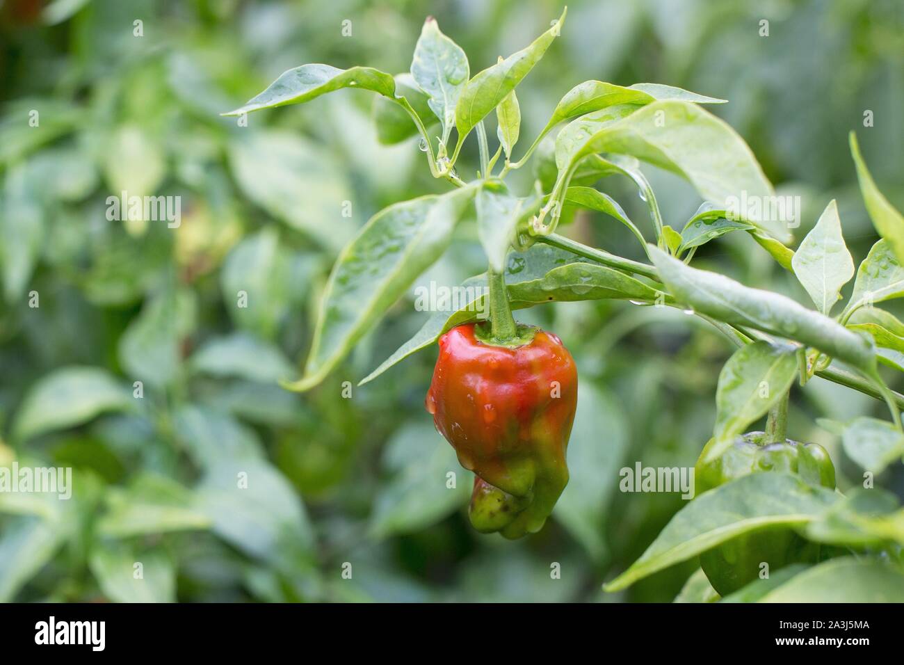 Capsicum annuum 'Pimiento de Padron' Spanish heirloom pepper Stock ...