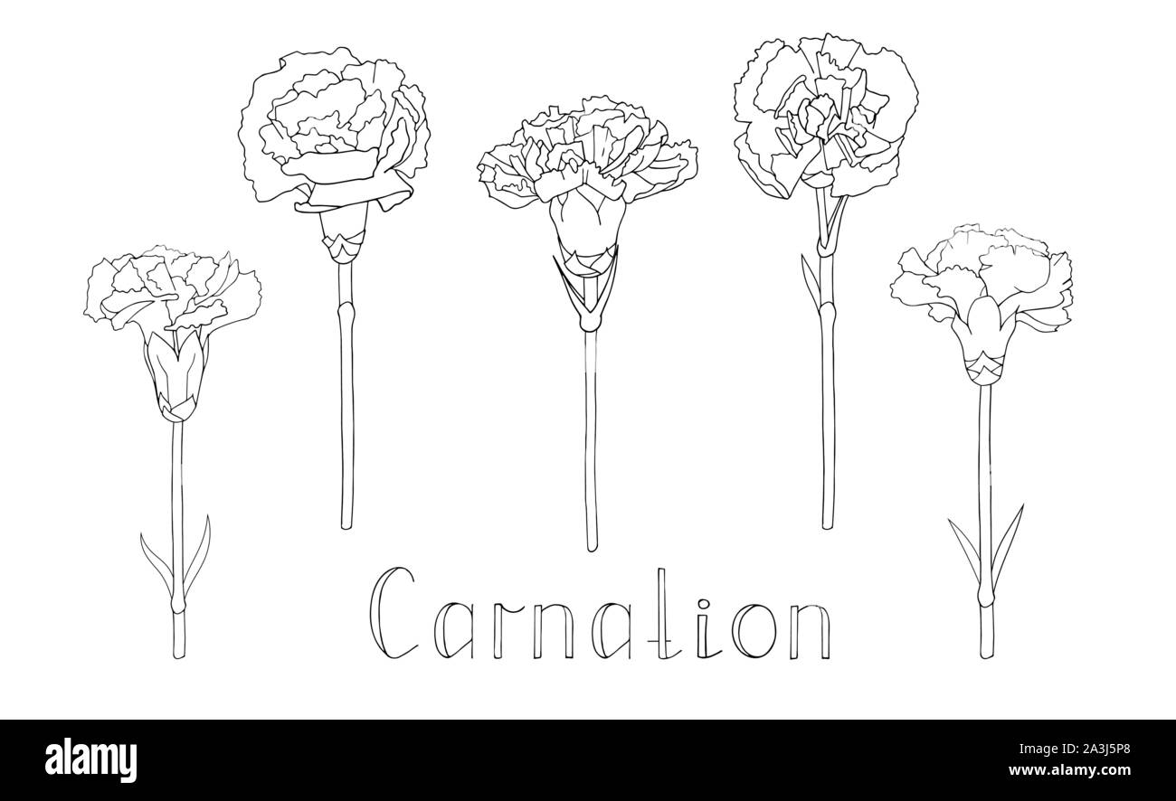 Vector illustration. Set of hand drawn carnation and handwritten ...