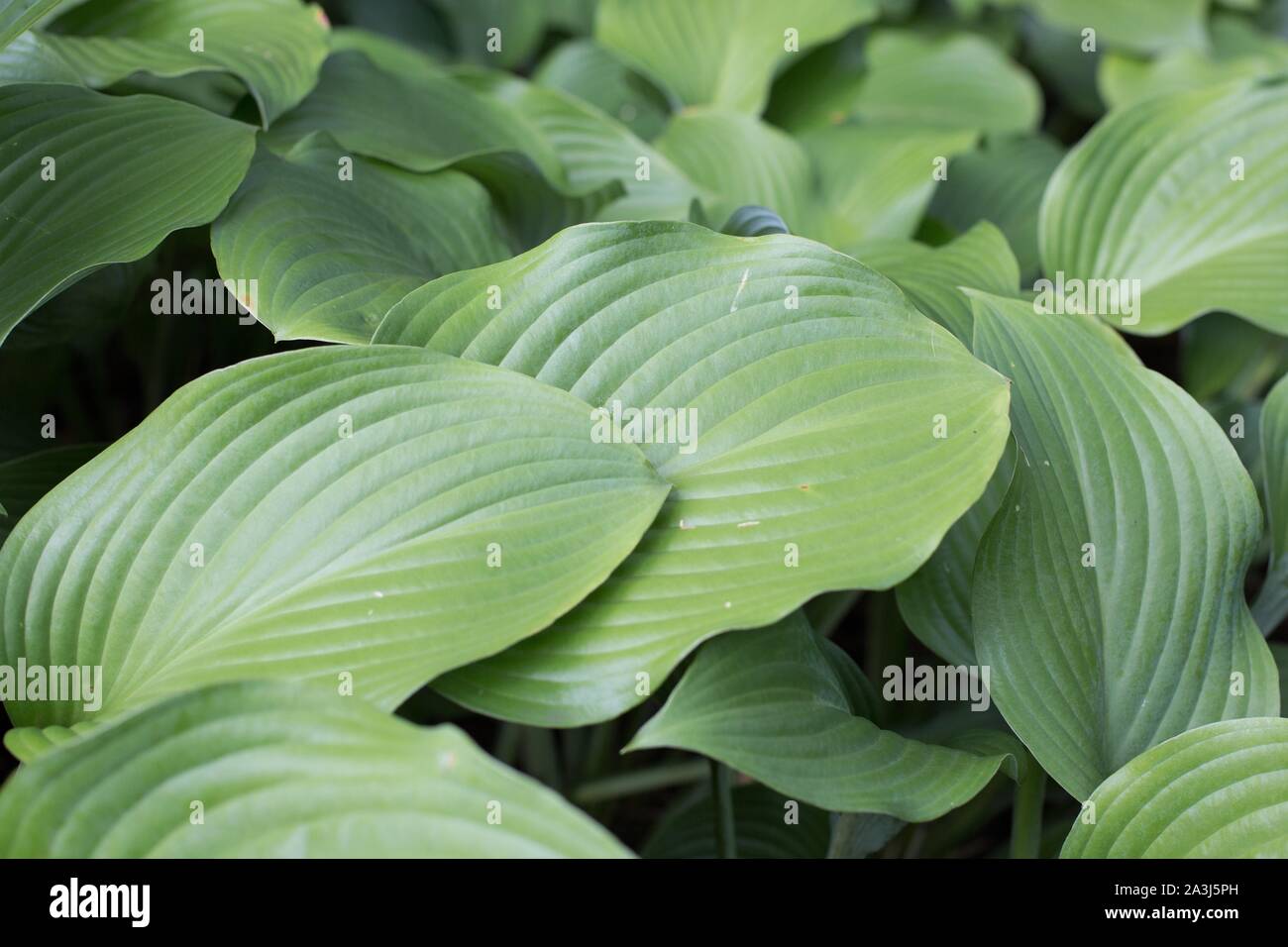 Hosta 'Blonde Elf' Stock Photo - Alamy