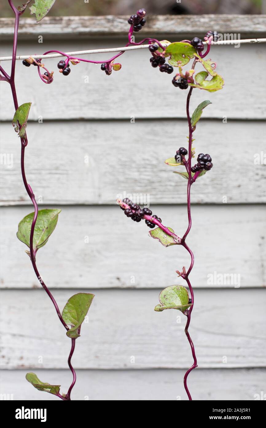 Basella alba 'Rubra' vine Stock Photo - Alamy
