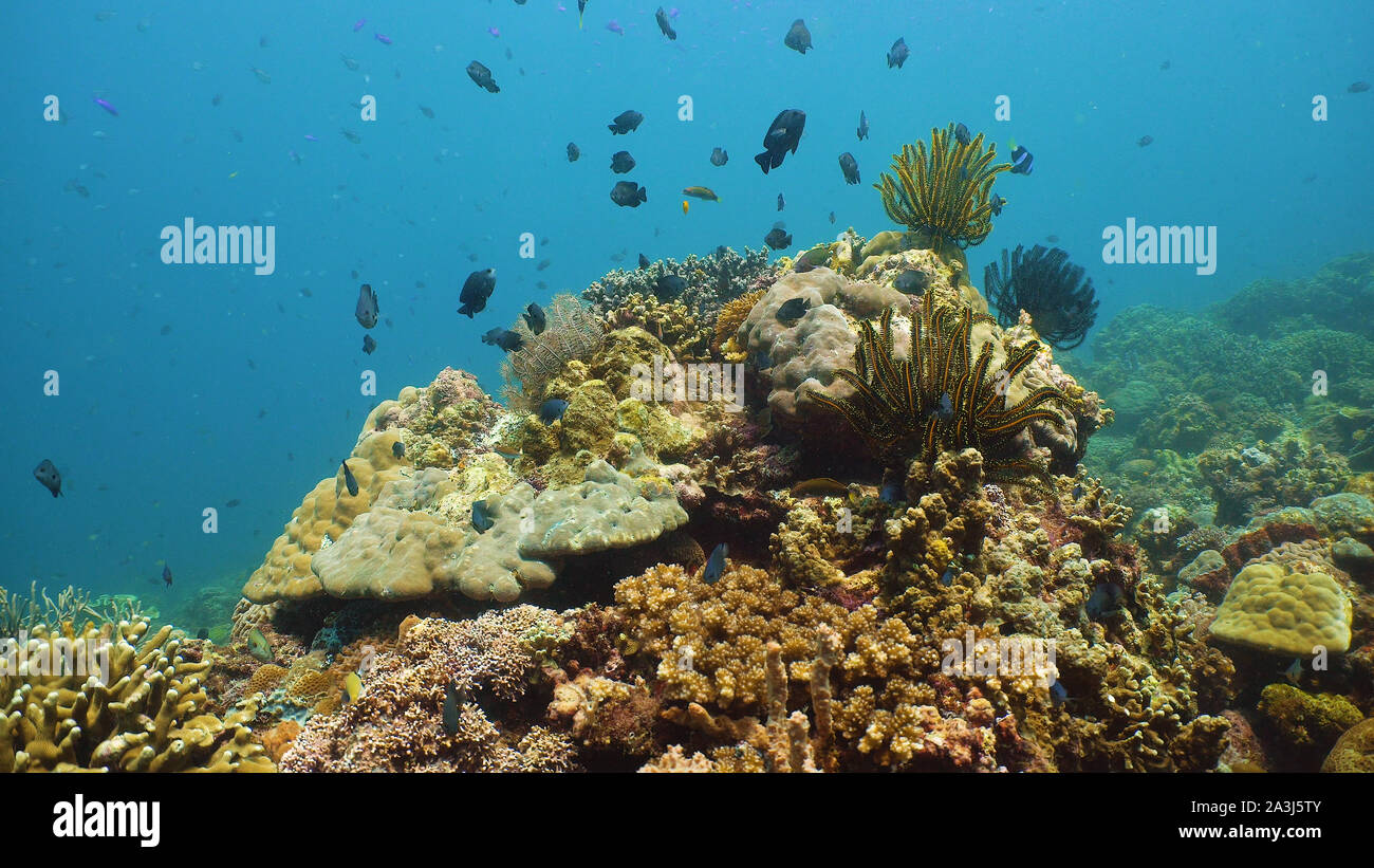 Tropical fishes and coral reef at diving. Underwater world with corals ...