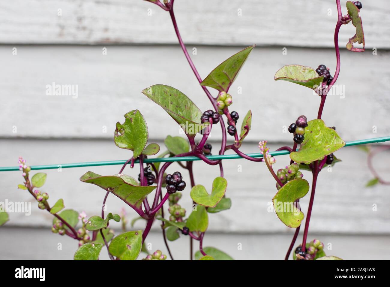 Basella alba 'Rubra' vine Stock Photo - Alamy