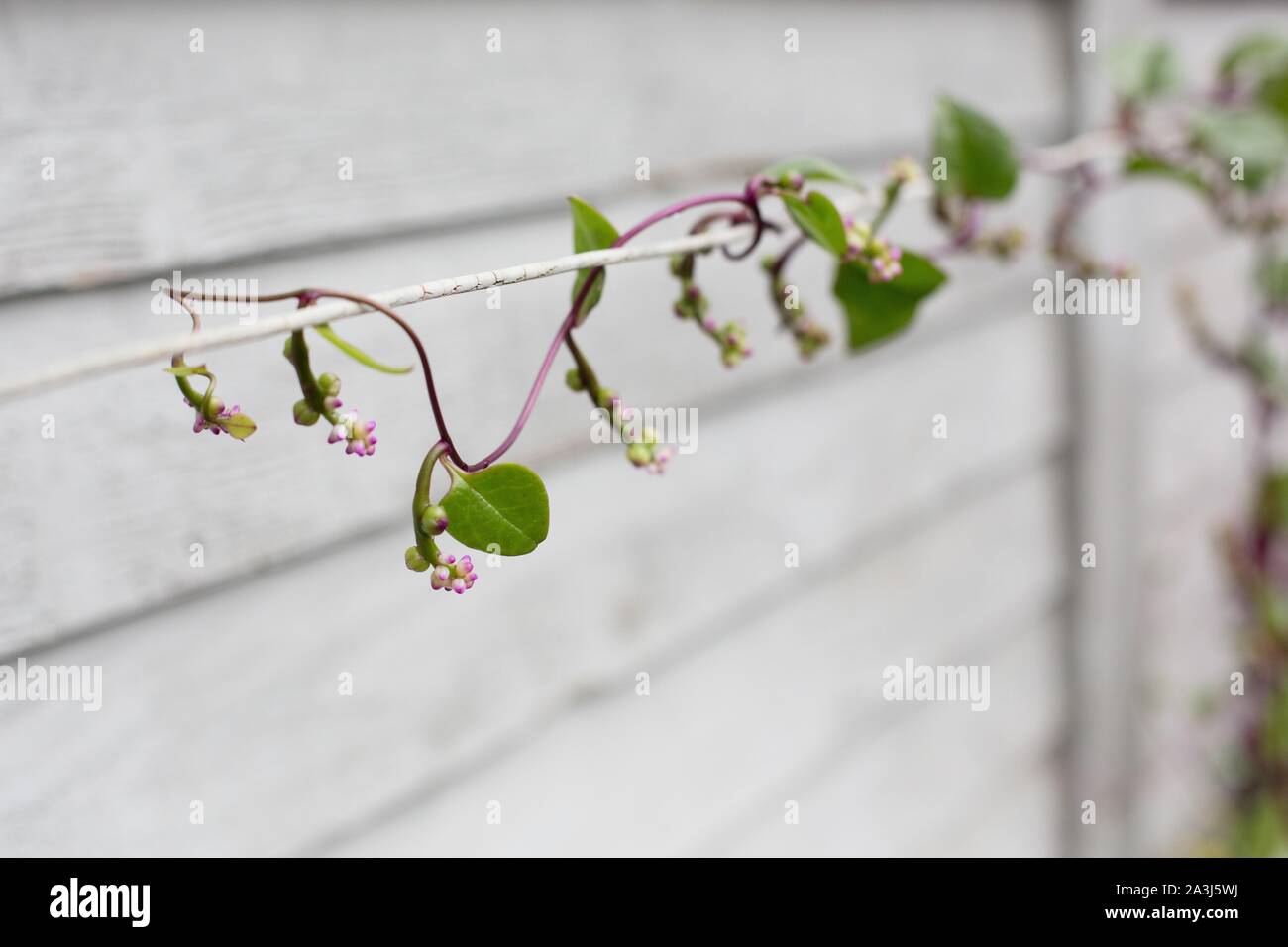 Basella alba 'Rubra' vine Stock Photo - Alamy