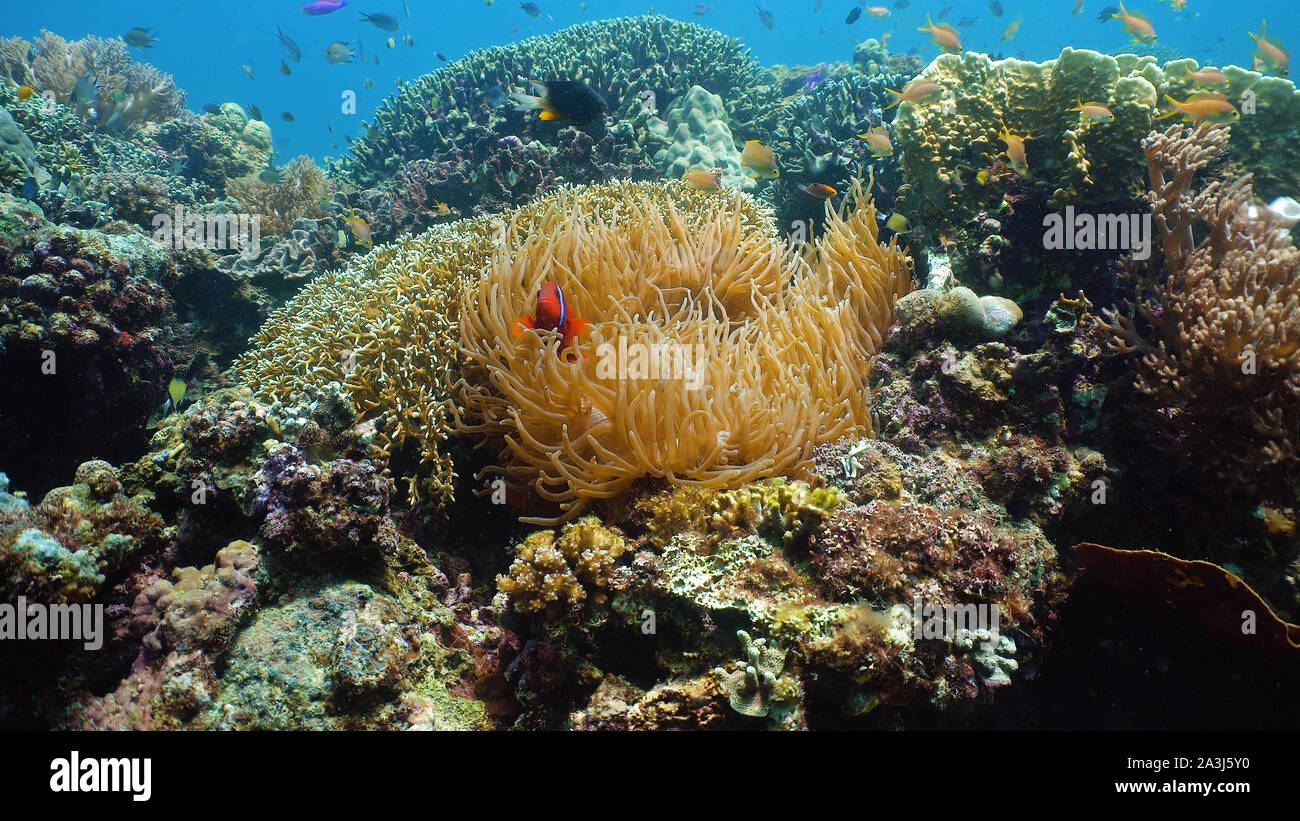 Sea anemone and clown fish on coral reef, tropical fishes. Underwater ...