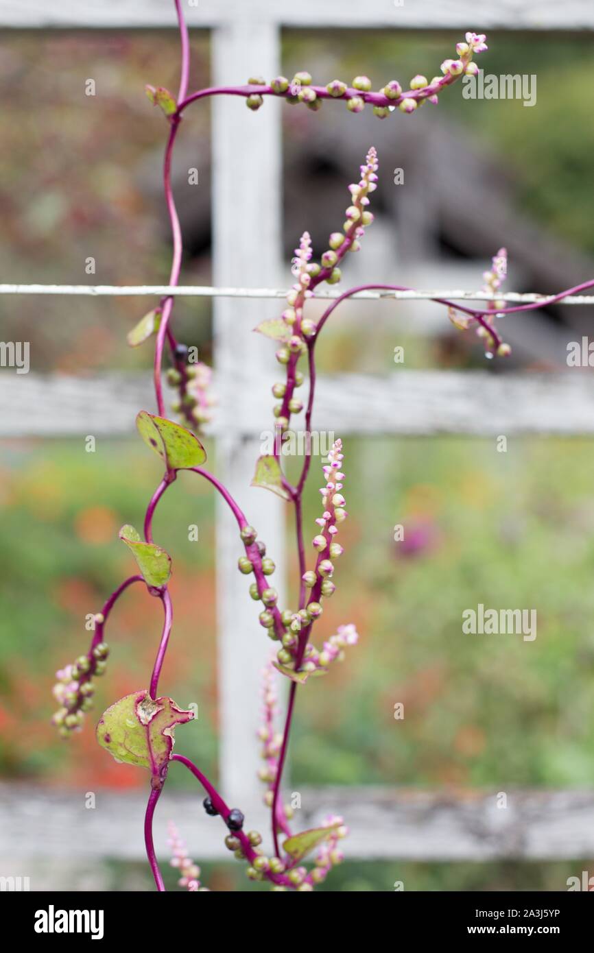 Basella alba 'Rubra' vine Stock Photo - Alamy