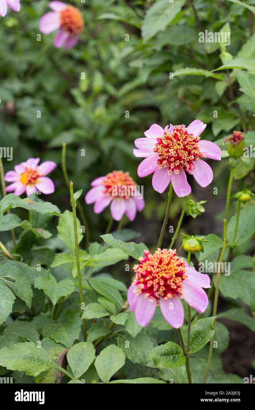 Twilite hi-res stock photography and images - Alamy