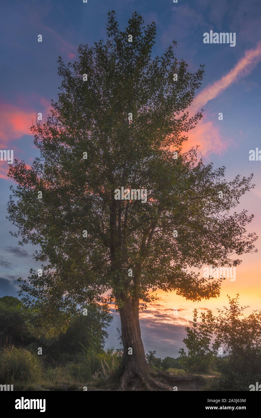 Bushy tree hi-res stock photography and images - Alamy