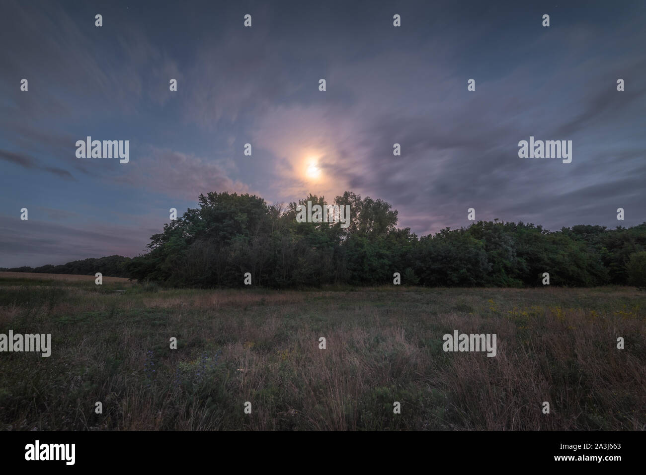 Night scene in forest hi-res stock photography and images - Alamy