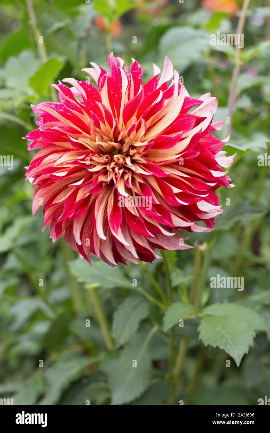 Nick sr hi-res stock photography and images - Alamy