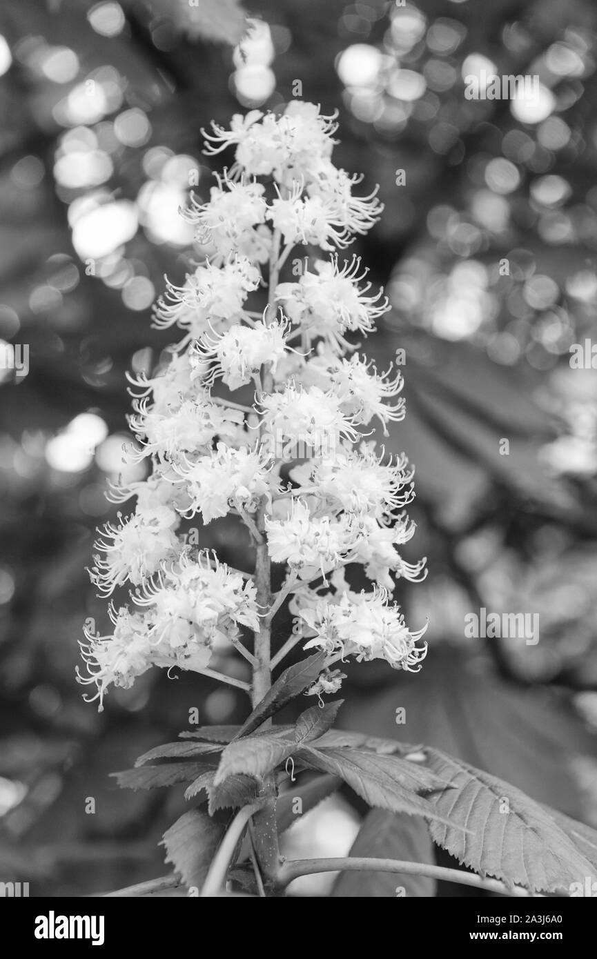 Park blooming trees green Black and White Stock Photos & Images - Alamy