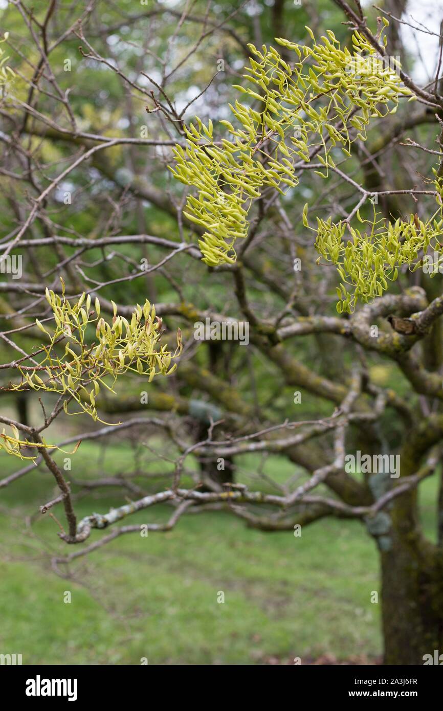 Japanese lilac tree hi-res stock photography and images - Alamy