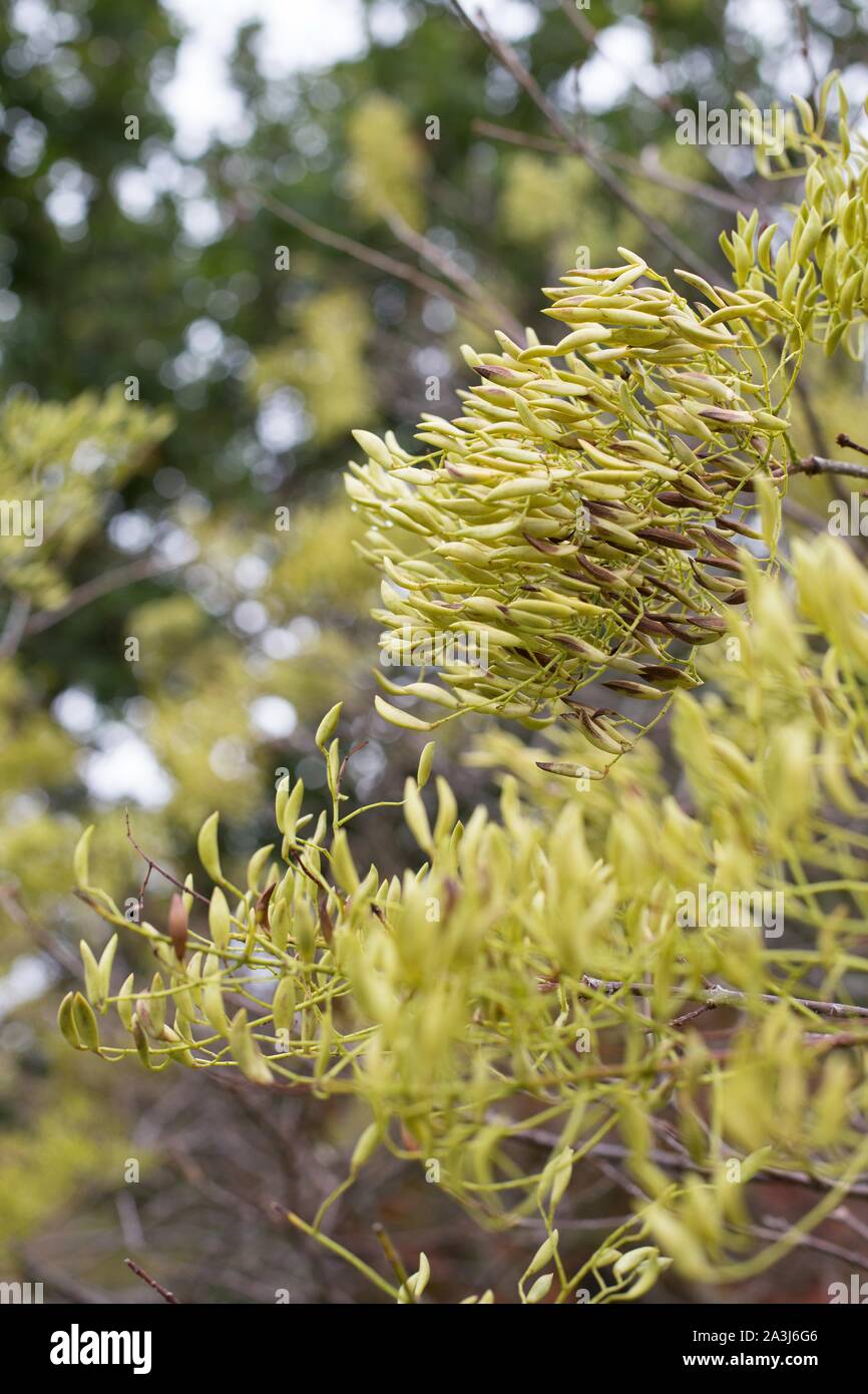 Japanese lilac tree hi-res stock photography and images - Alamy