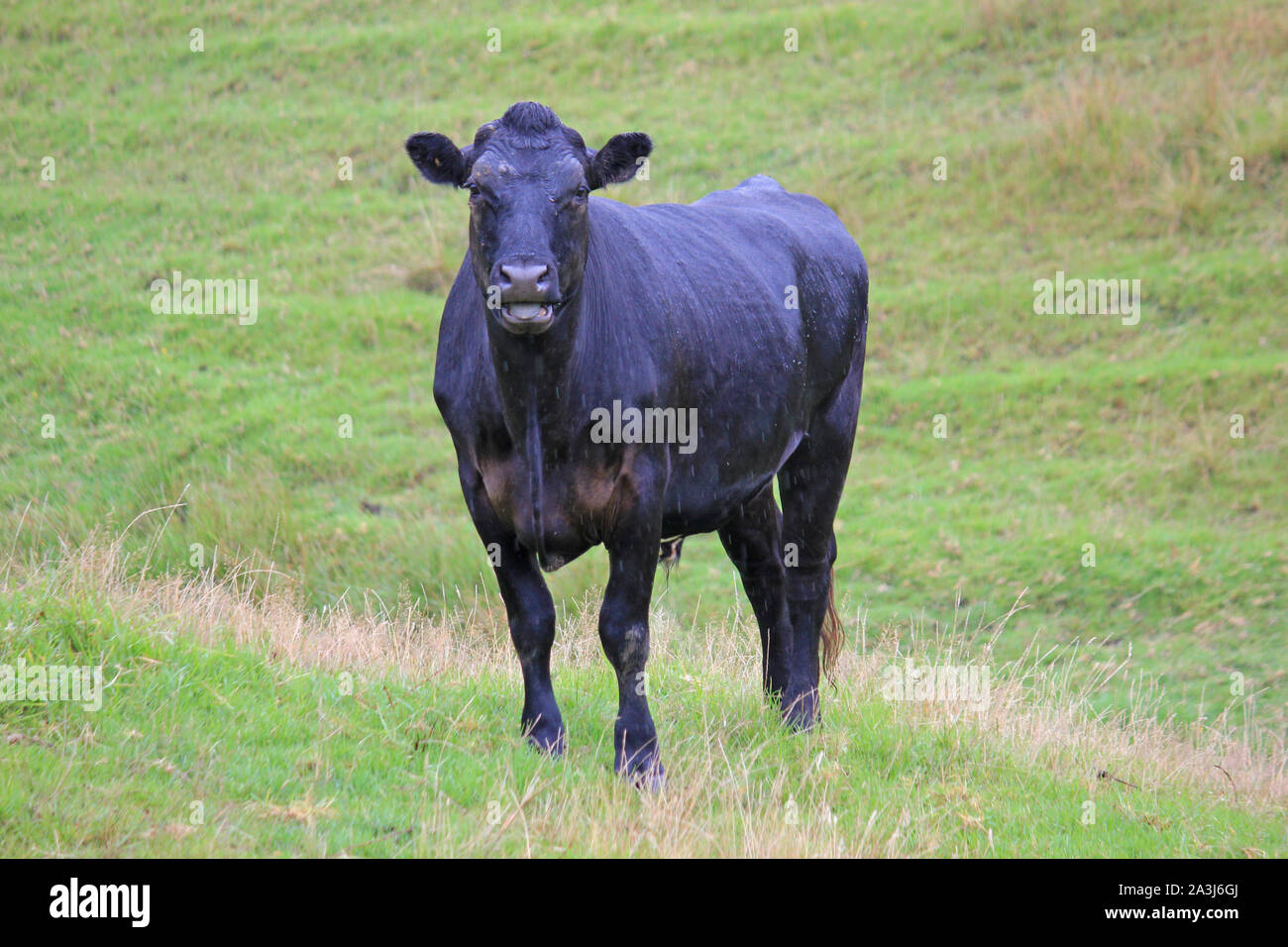 black cow looking at you Stock Photo - Alamy