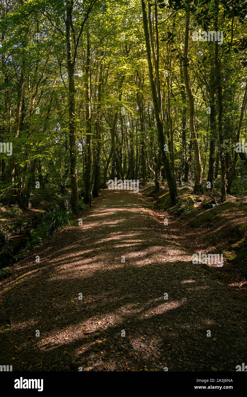 A walking route in Tehidy Country Park, the largest area of woodland in ...